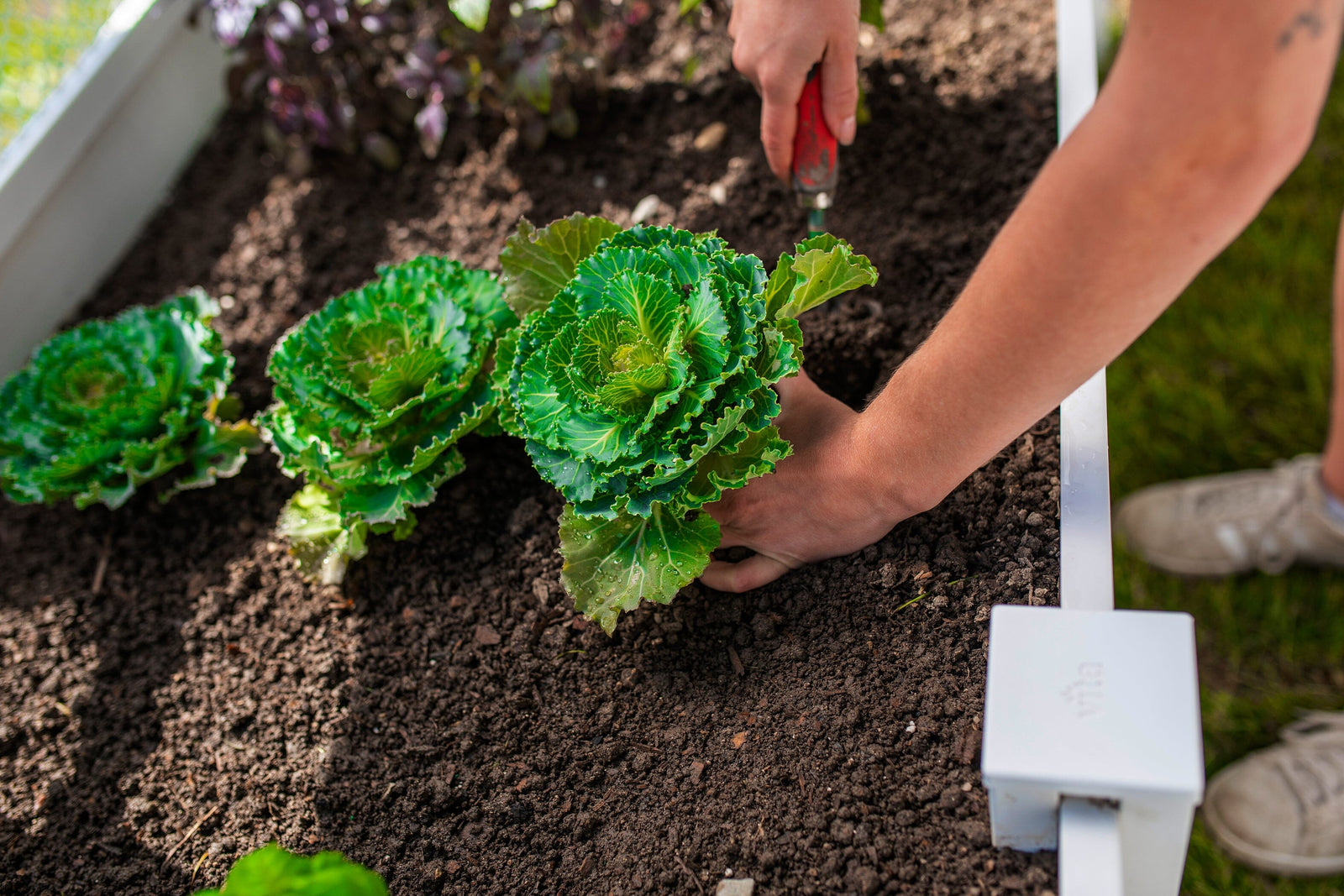 CLASSIC 8x12 Keyhole Composting Garden