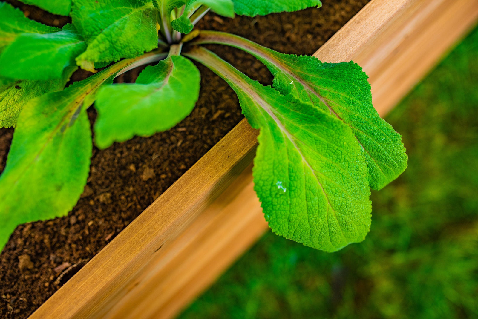 MEZZA 4x4 Keyhole Composting Garden
